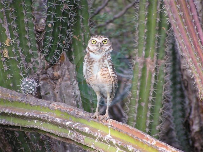 NoticiaCla - Shoco wordt nationaal symbool van Aruba