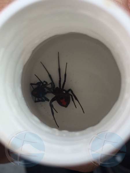 NoticiaCla - Advertencia pa haraña viuda preto 'Black widow spider' na ...