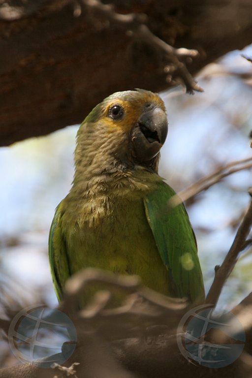 NoticiaCla - DNM: Aruba su Prikichi ta na peliger di extincion