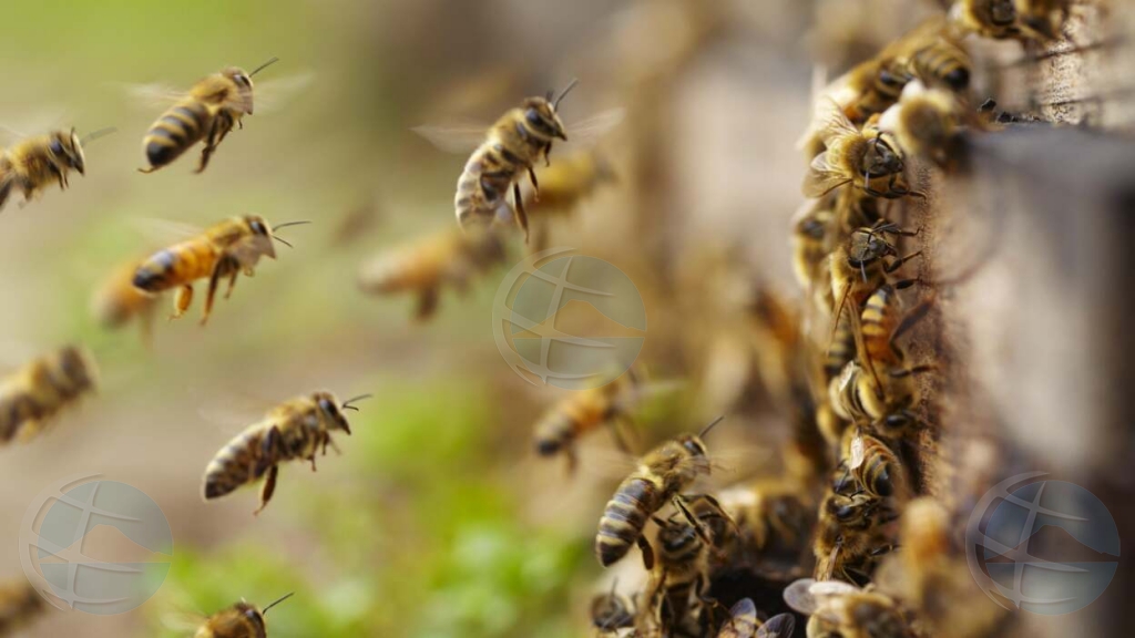 NoticiaCla - Grupo di abeha a ataca y pica homber mata na Corsou